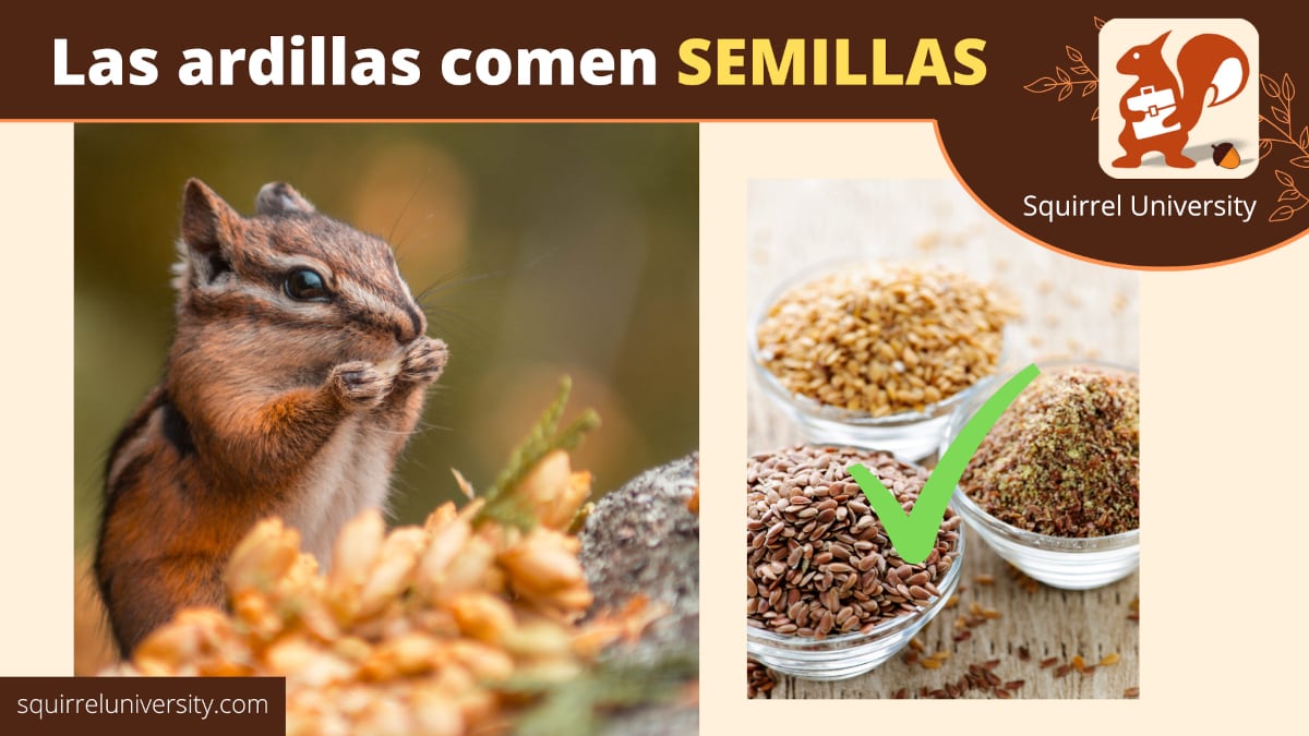 ¿Qué comen las ardillas? (Y lo que hay que EVITAR) - Universidad de la ...