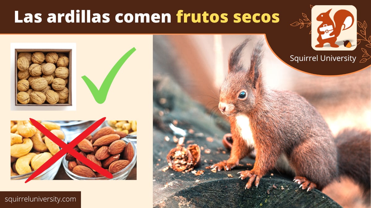 ¿Qué comen las ardillas? (Y lo que hay que EVITAR) - Universidad de la ...