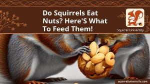 Do Squirrels Eat Nuts? Here's What to Feed Them! - Squirrel University