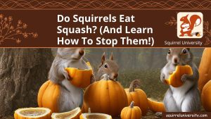 Do Squirrels Eat Squash? (and Learn How To Stop Them!) - Squirrel ...