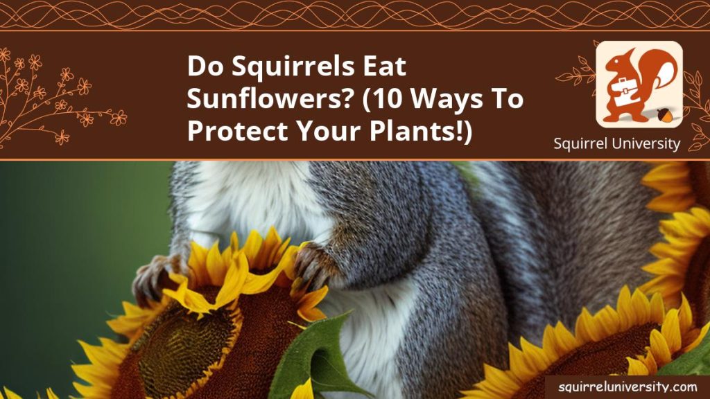 Do Squirrels Eat Sunflowers? (10 Ways to Protect Your Plants ...