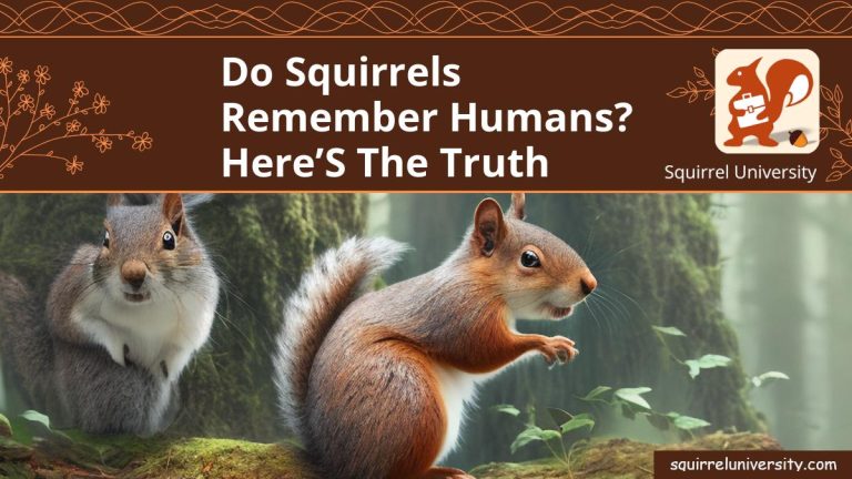 Do Squirrels Remember Humans? Here’s the TRUTH - Squirrel University