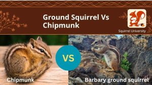 Ground Squirrel vs Chipmunk (KEY Differences) - Squirrel University