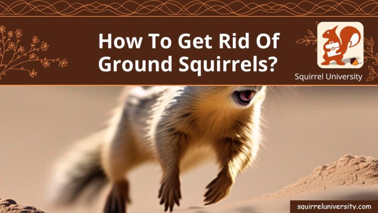 How To Get Rid Of Ground Squirrels