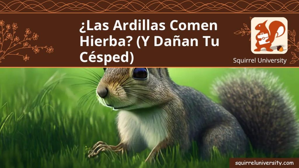 ¿Las ardillas comen hierba? (y DAÑAN tu césped) - Universidad de la Ardilla
